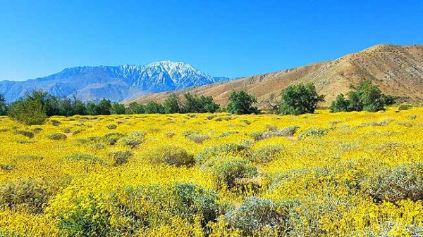 Riverside County's Beautiful Whitewater Preserve - Roseville Today