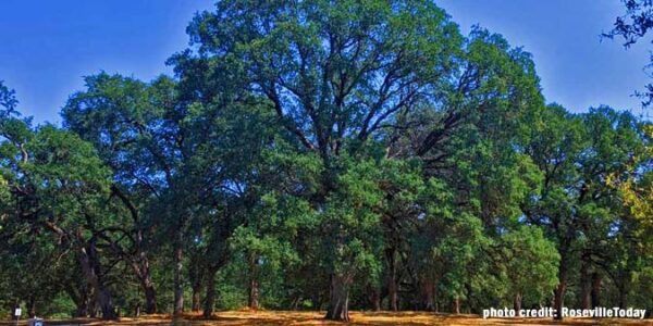 Johnson Springview Park in Rocklin, a community gathering place ...