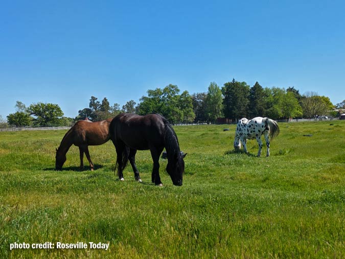 Gibson Ranch Park a springtime treasure in Sacramento County ...