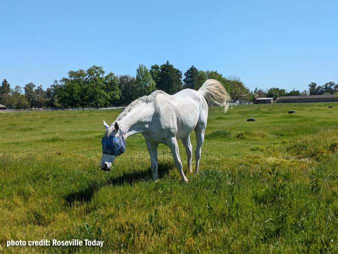 Gibson Ranch Park a springtime treasure in Sacramento County ...